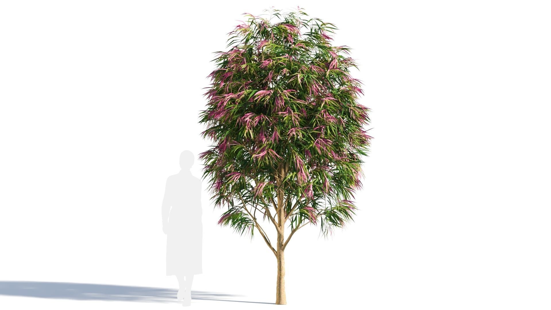 Burgundy Myrtle tree 3D model | CGTrader