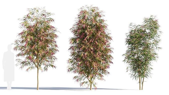 Burgundy Myrtle tree c 3D model | CGTrader