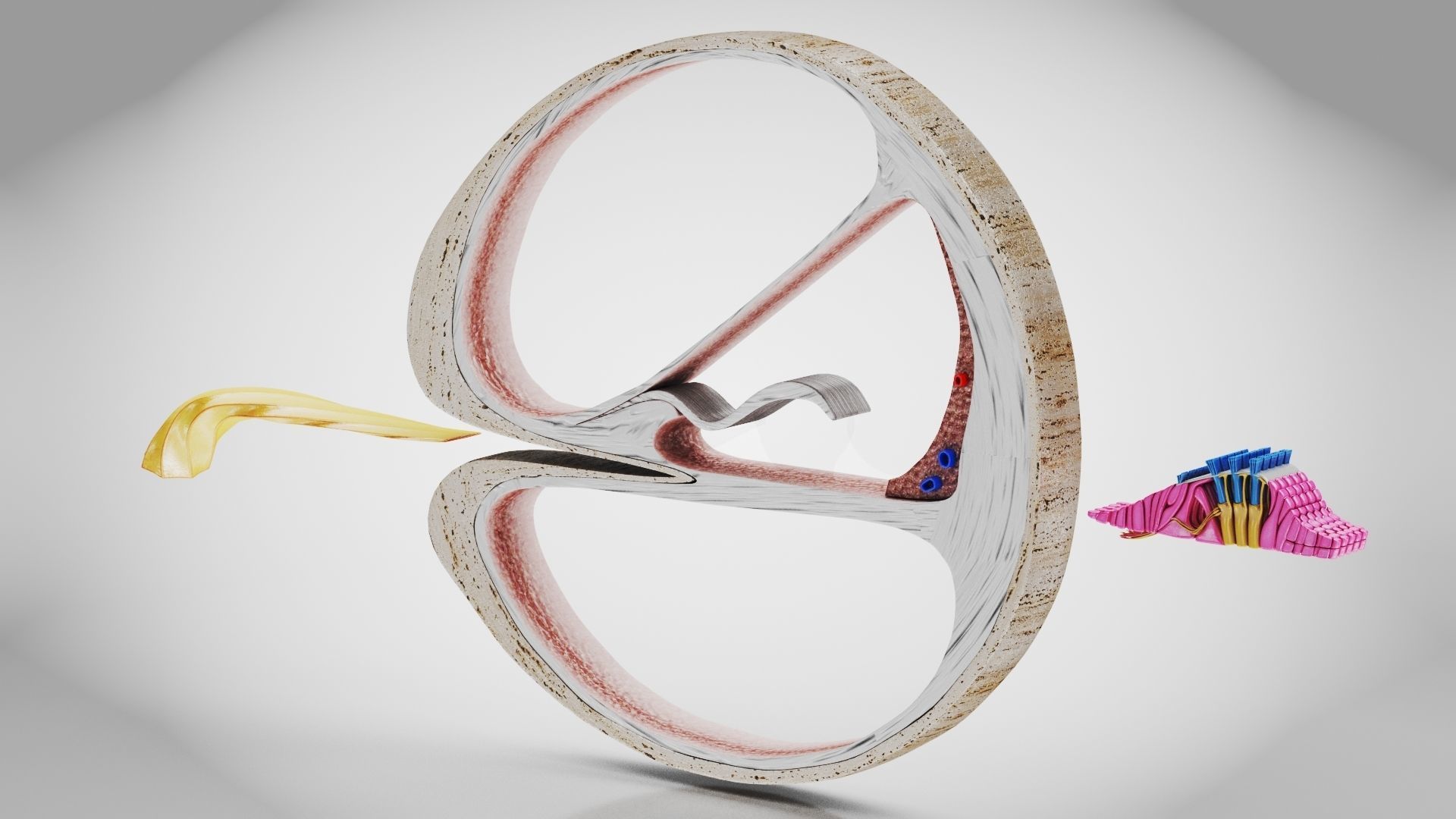 3D model Cochlea cross section VR / AR / low-poly | CGTrader