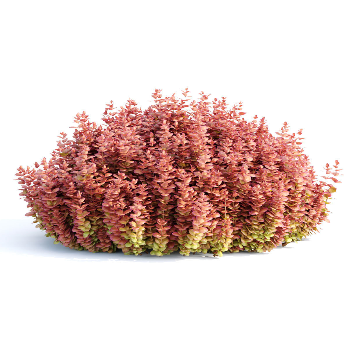 15 Bush models collection vol 15 | CGTrader