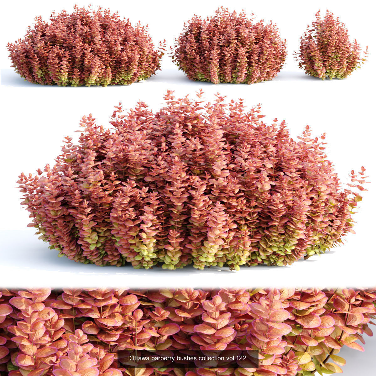 15 Bush models collection vol 15 | CGTrader