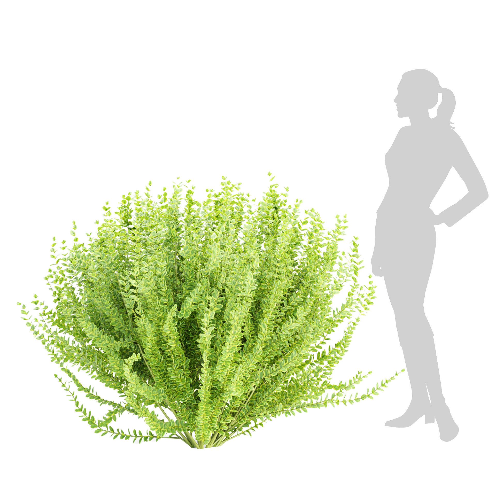 15 Bush models collection vol 15 | CGTrader