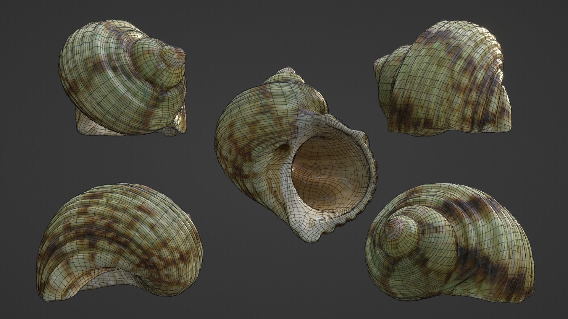 Green Seashell - High Quality Scan - 4K PBR Textures 3D model | CGTrader