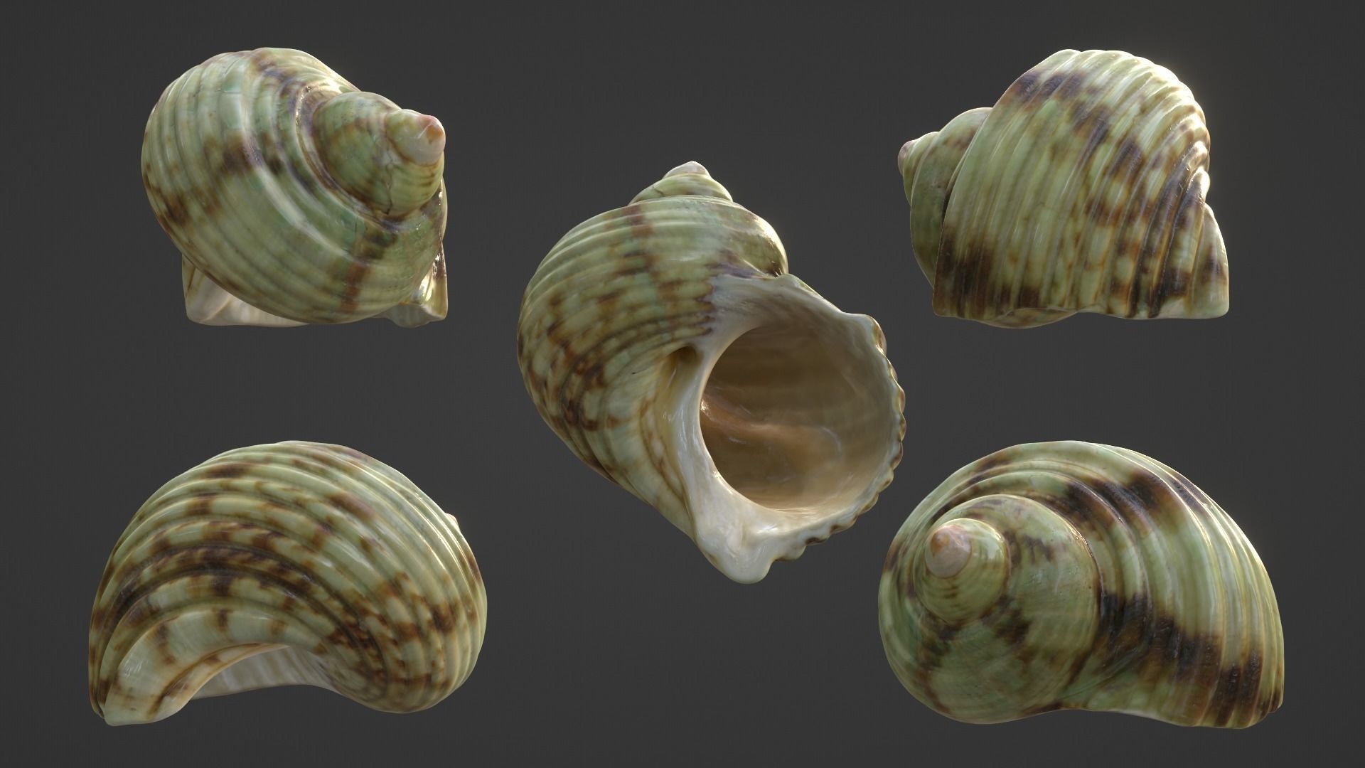Green Seashell - High Quality Scan - 4K PBR Textures 3D model | CGTrader