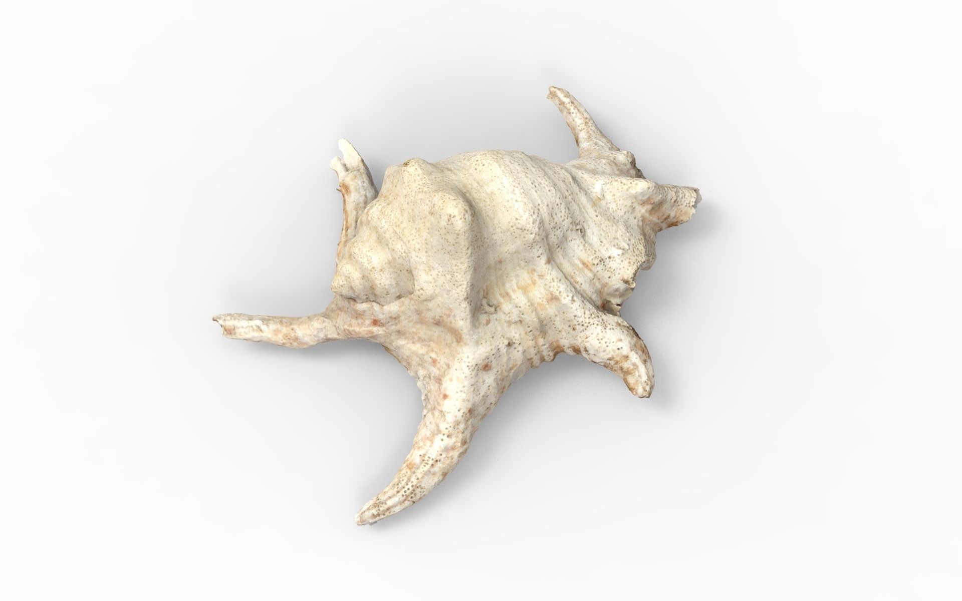 Full detailed sea shell photogrammetry 3D model | CGTrader