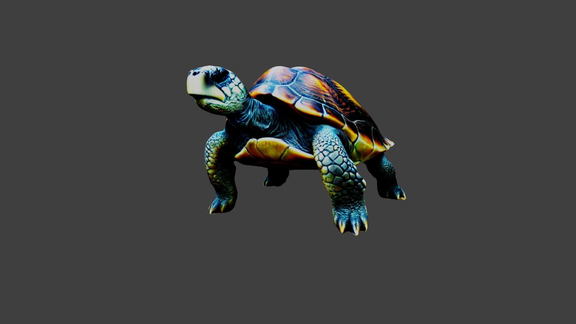 3D model Turtle - Tortoise Animal VR / AR / low-poly | CGTrader