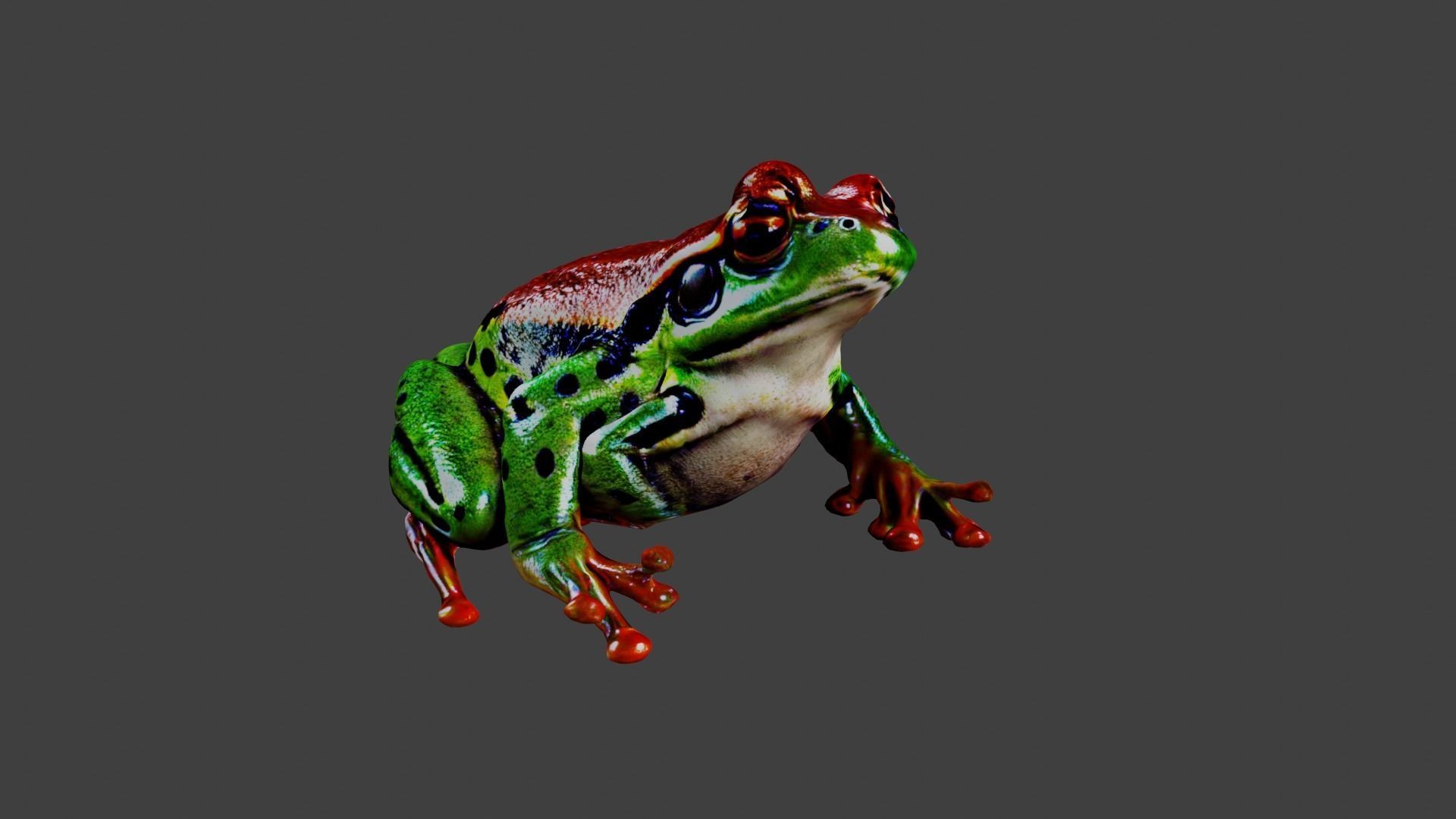 3D model Frog Animal VR / AR / low-poly | CGTrader