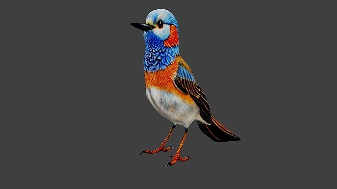 3D model Bird Animal VR / AR / low-poly | CGTrader