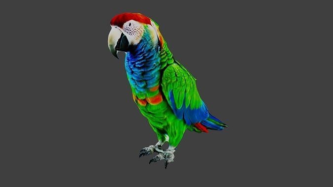3D model Parrot VR / AR / low-poly | CGTrader