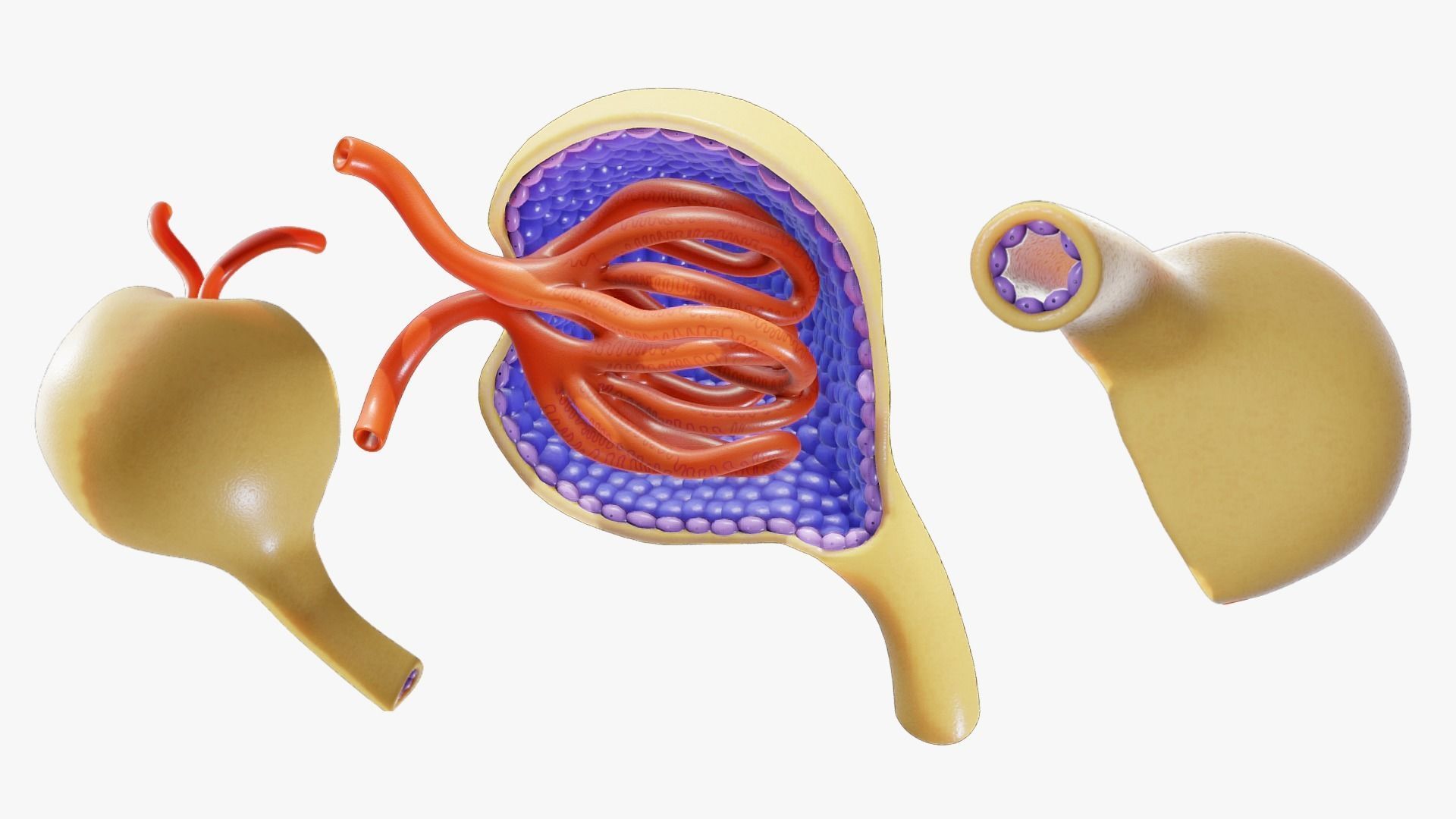 Glomerulus Anatomy 3D model | CGTrader