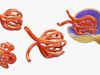 Glomerulus Anatomy 3D model | CGTrader
