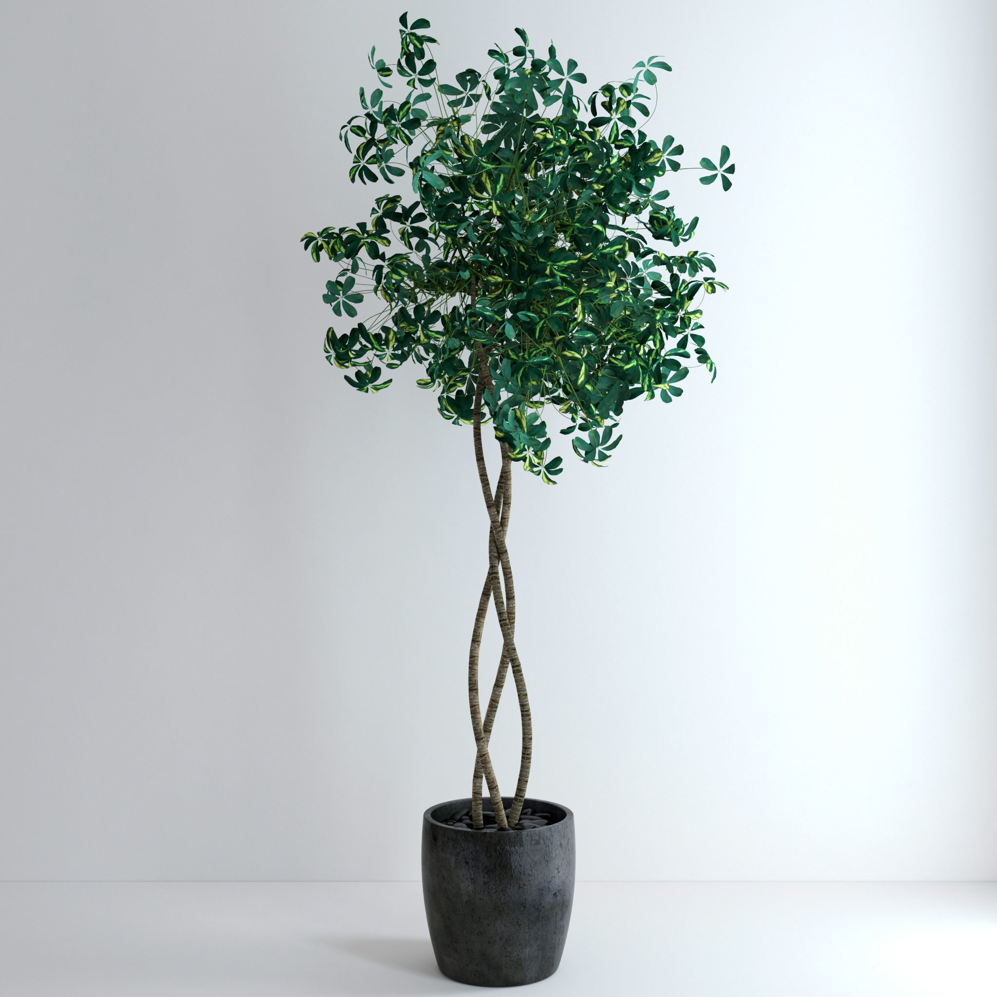 Schefflera Big 3D model | CGTrader