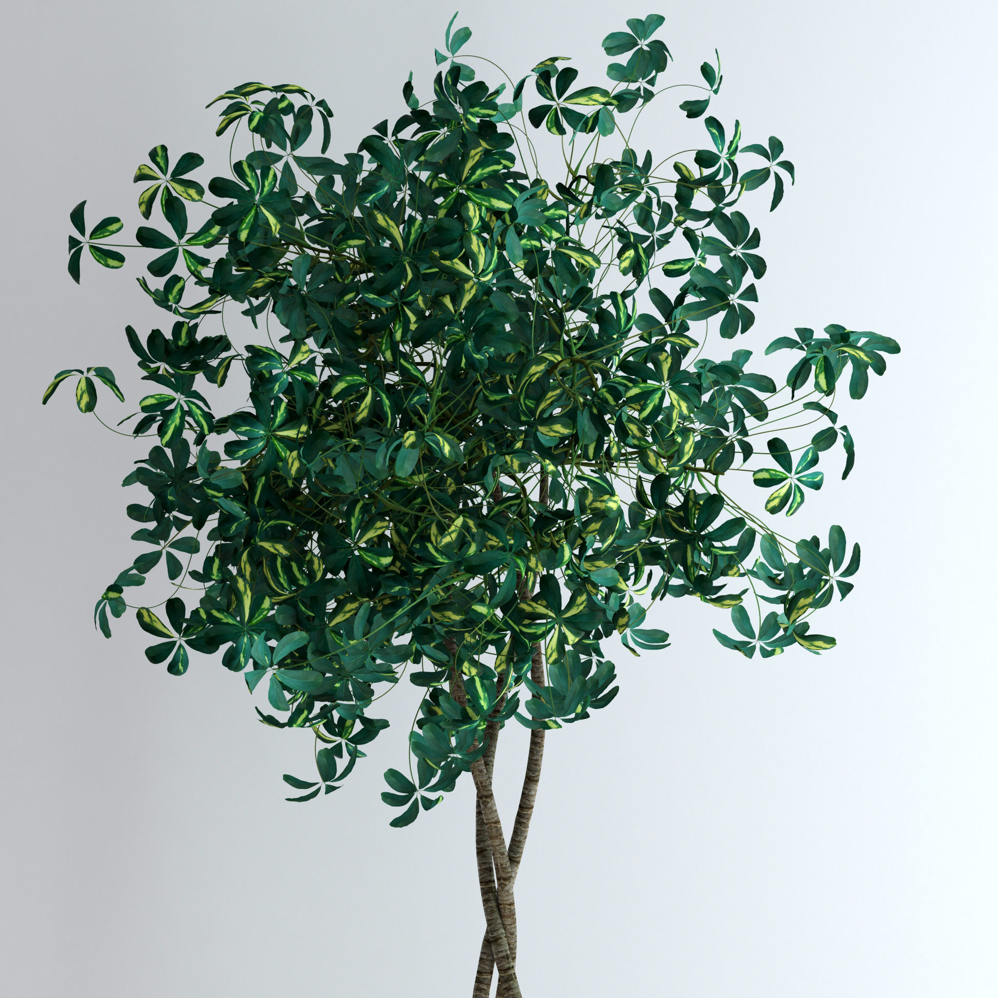 Schefflera Big 3D model | CGTrader