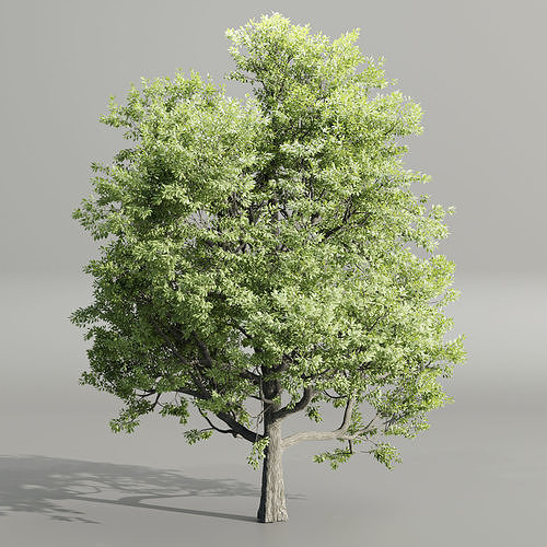 Paradise tree vol 94-Blender 3D model | CGTrader