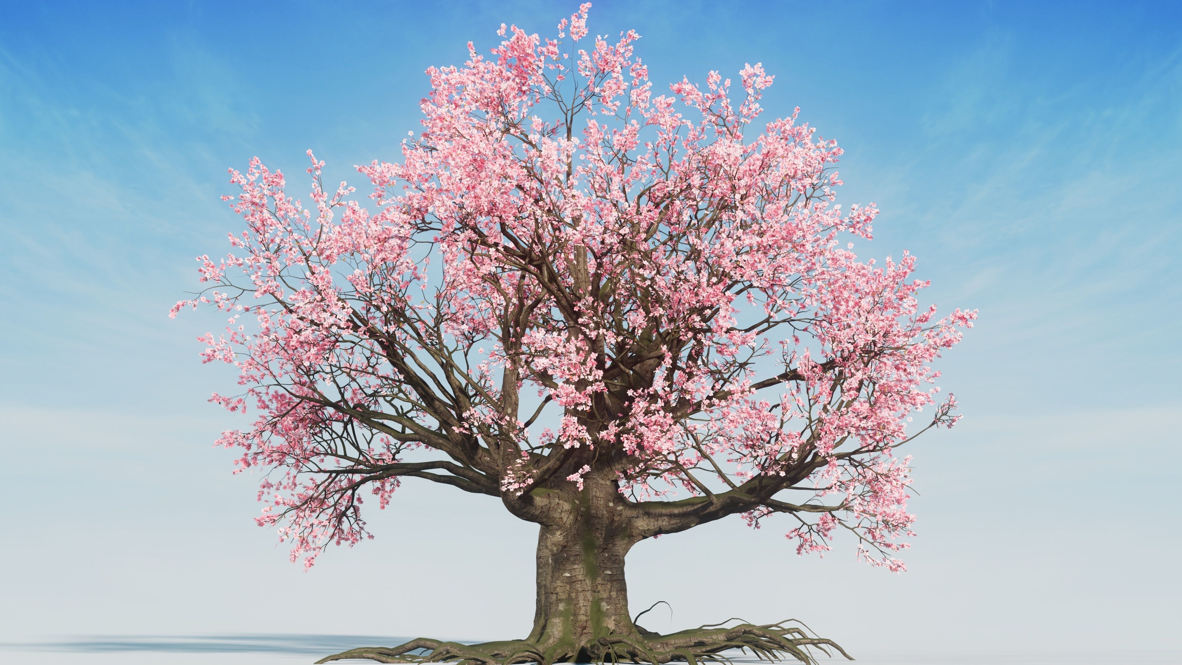 Ancient cherry blossom tree 3D model | CGTrader