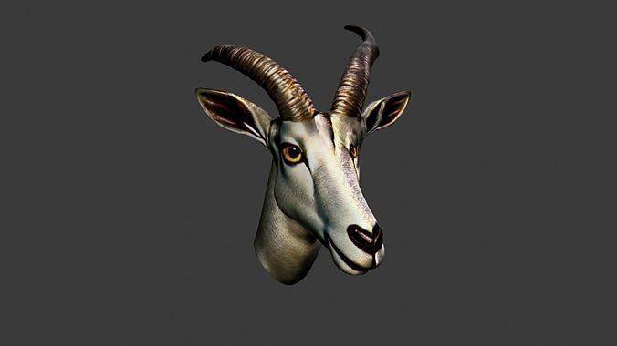 3D model Animal Head VR / AR / low-poly | CGTrader