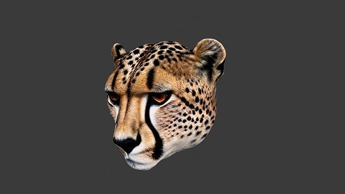 3D model Cheetah Animal Head VR / AR / low-poly | CGTrader