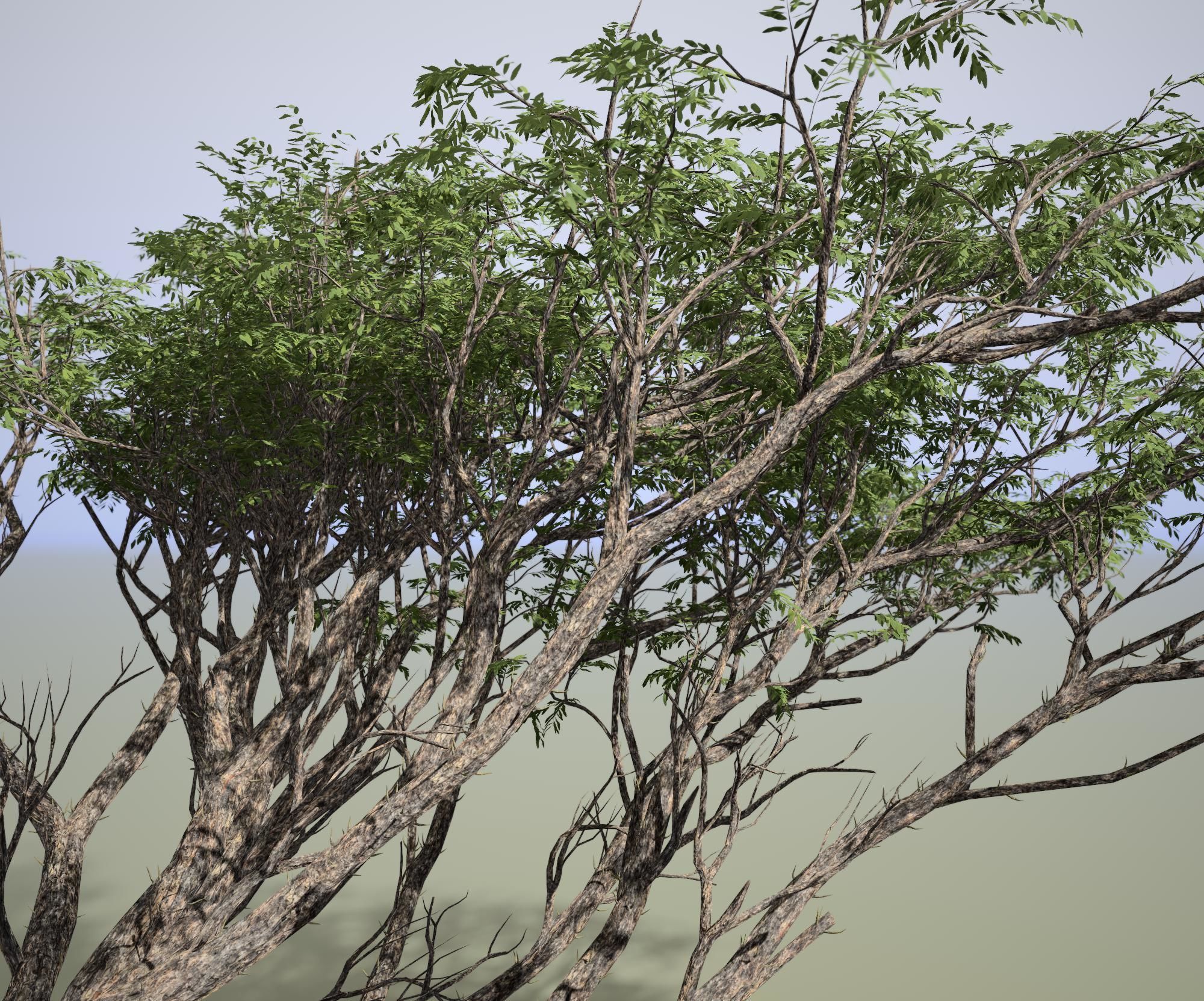 Acacia tree 3D model | CGTrader