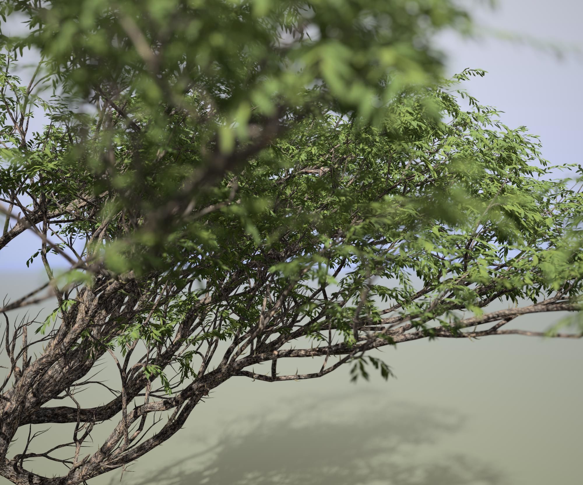 Acacia tree 3D model | CGTrader