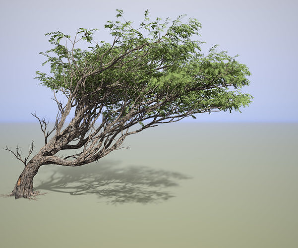 Acacia tree 3D model | CGTrader