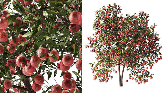 Pomegranate Tree 3d Model 3d Model Animated Cgtrader