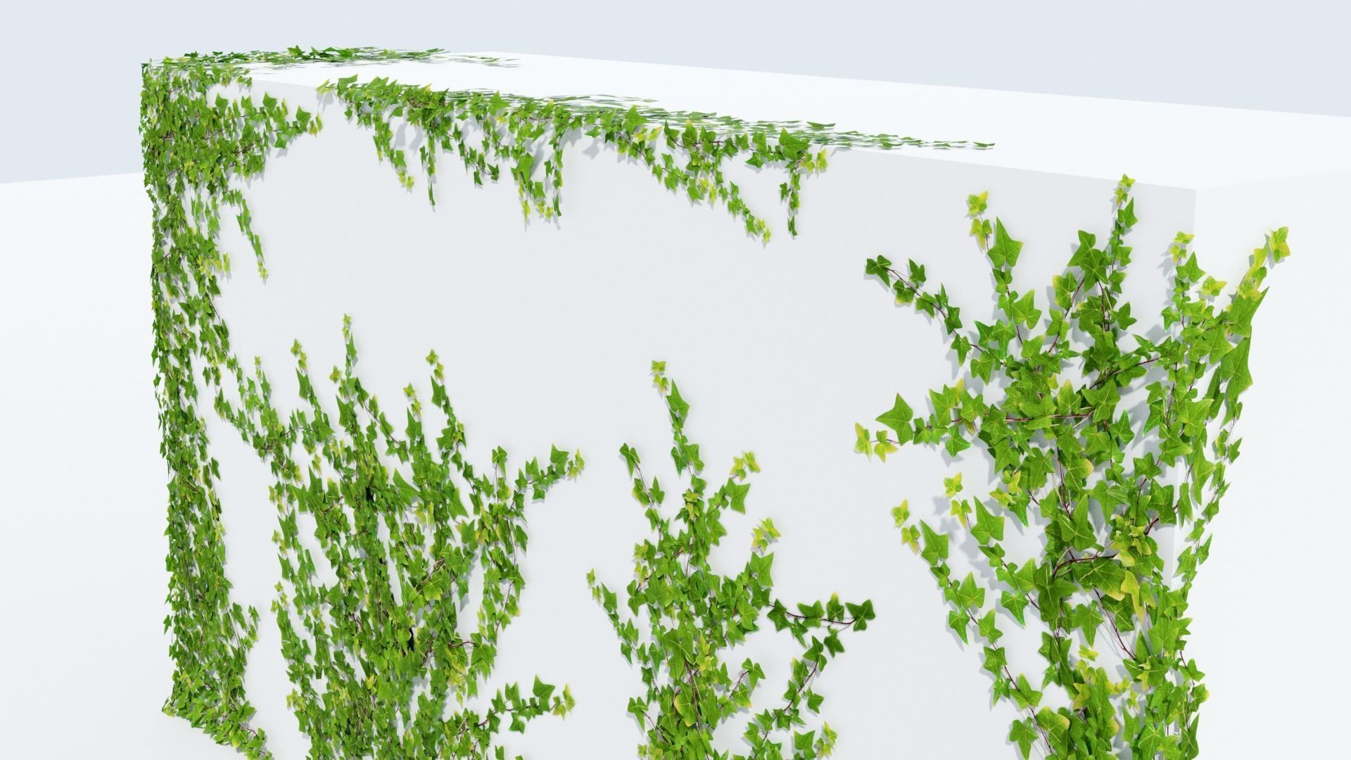 3D model LowPoly Ivy VR / AR / low-poly | CGTrader