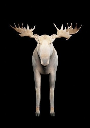 moose for game 3D model rigged | CGTrader
