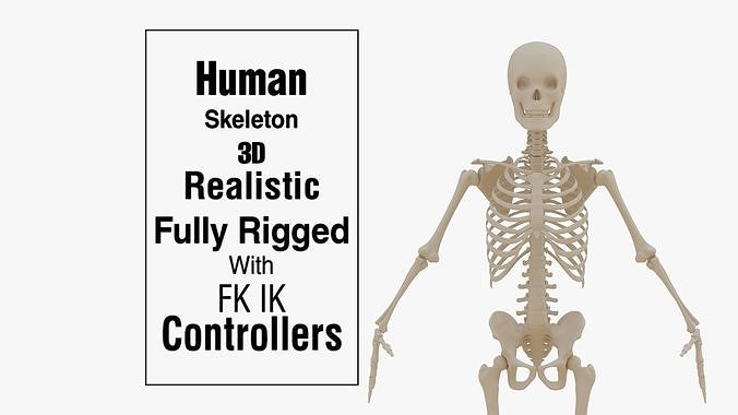 3D model Human Skeleton 3D Realistic VR / AR / low-poly | CGTrader