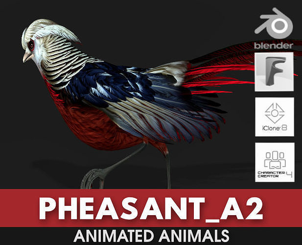 Pheasant A2 3D model animated rigged | CGTrader