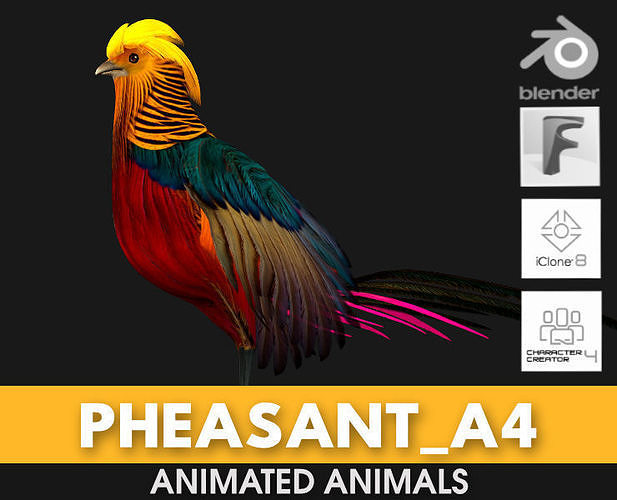 Pheasant A4 3D model animated rigged | CGTrader