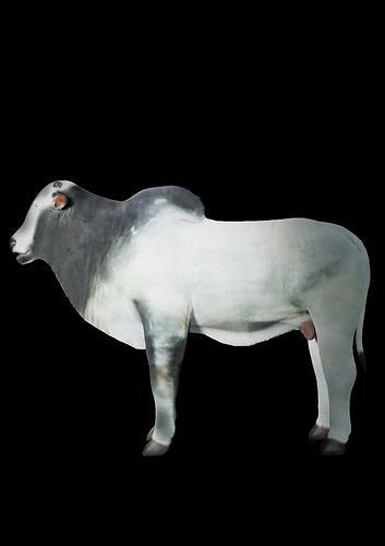 ox for game 3D model rigged | CGTrader