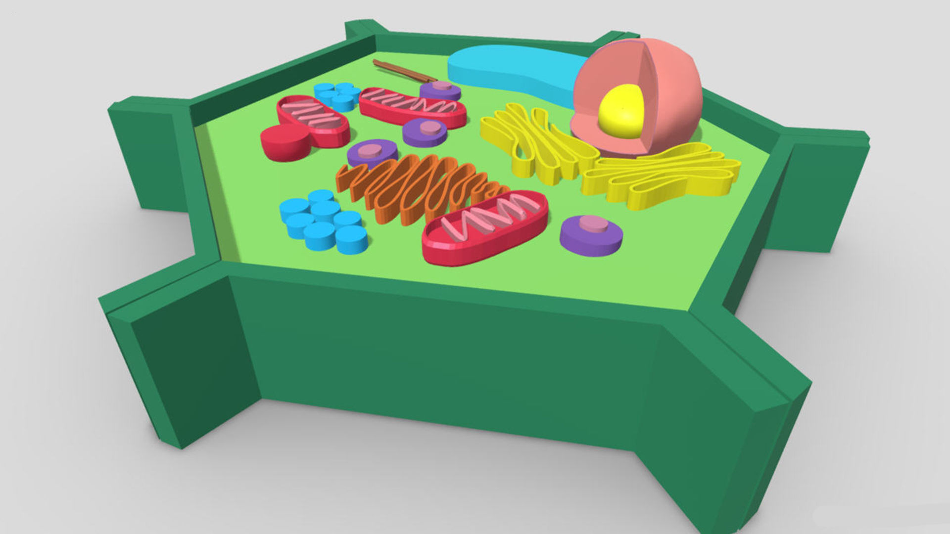 Plant cell 3D model | CGTrader