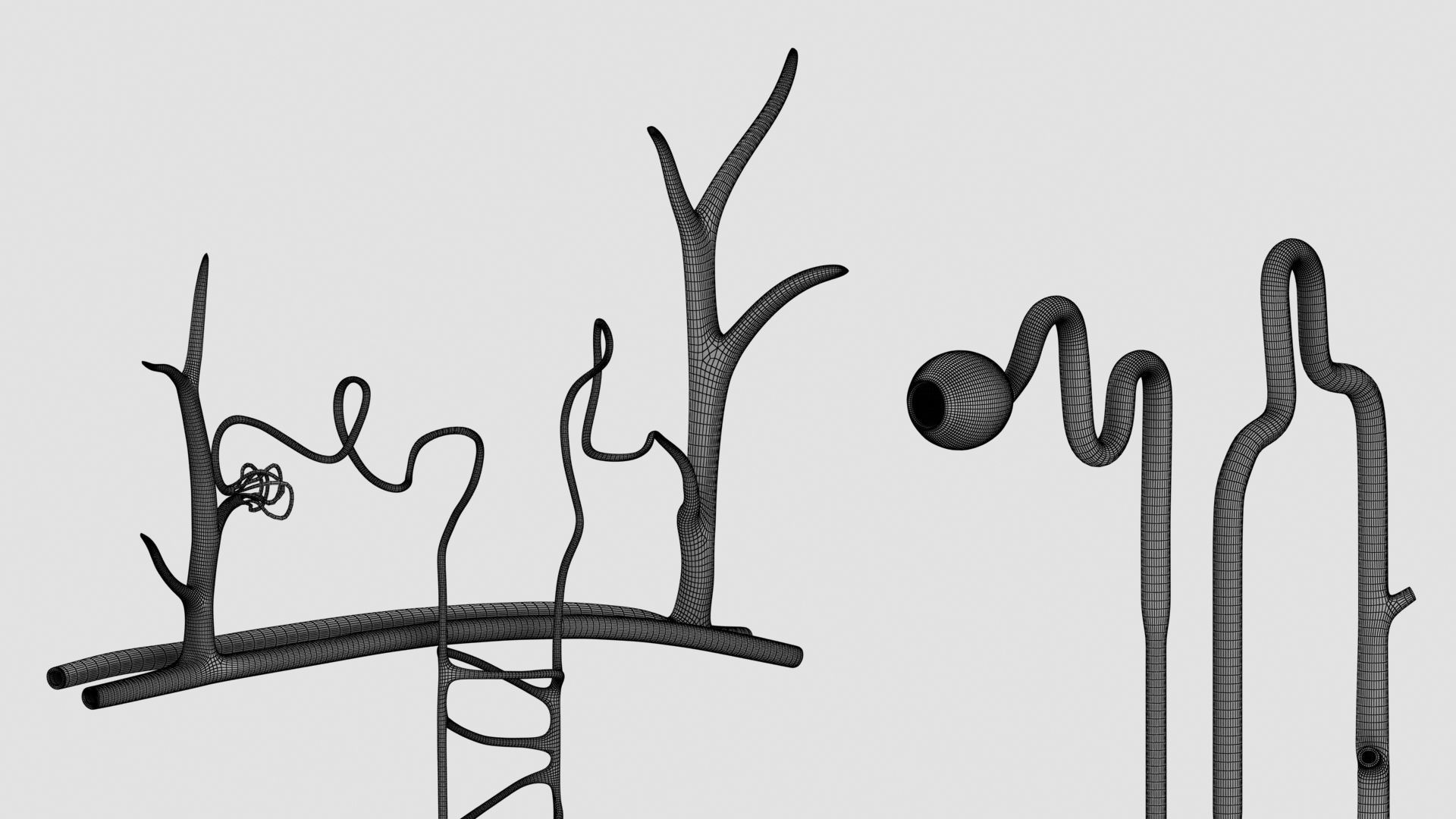 Printable Nephron Anatomy 3D model 3D printable | CGTrader