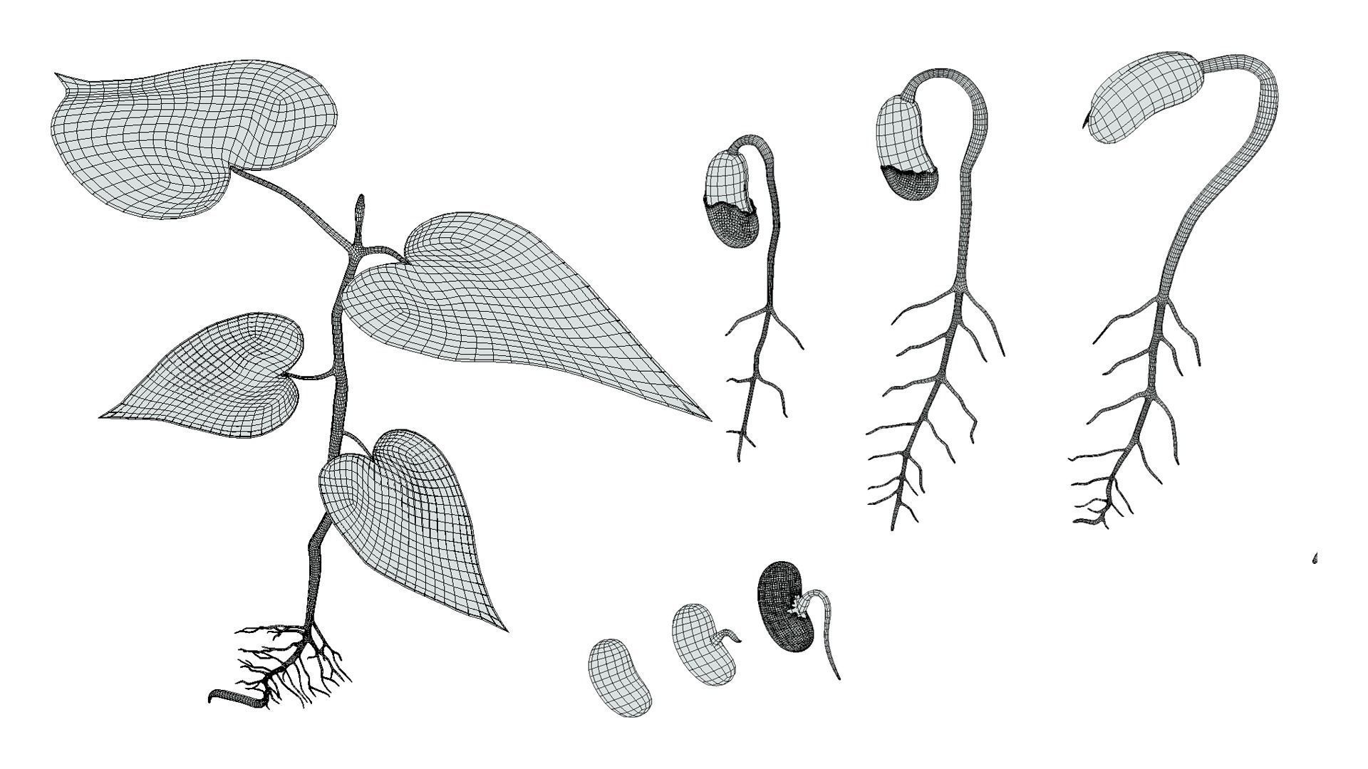 Process Of Seed Germination 3D model | CGTrader