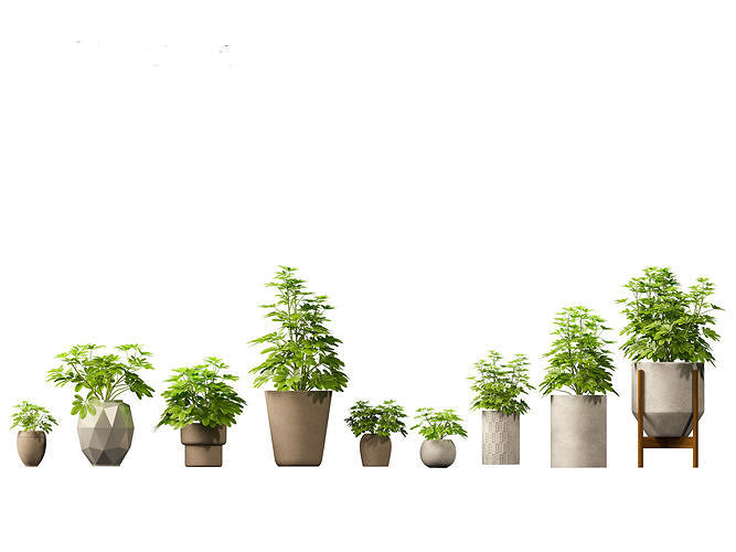 Schefflera octophylla - umbrella plant 02 3D model | CGTrader