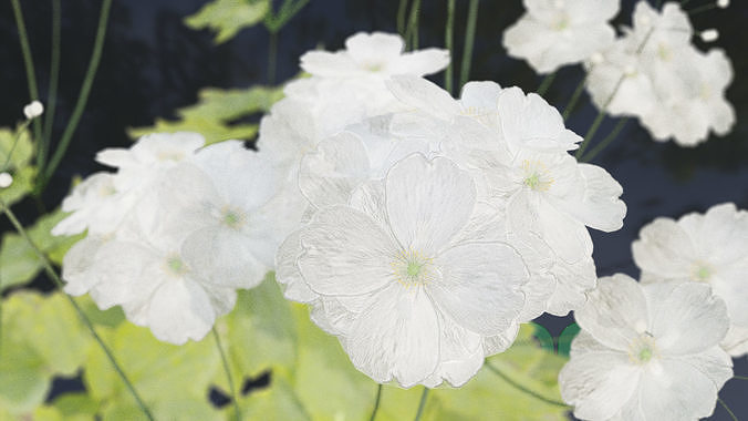 Anemone hybrida Honorine Jobert free 3D model | CGTrader