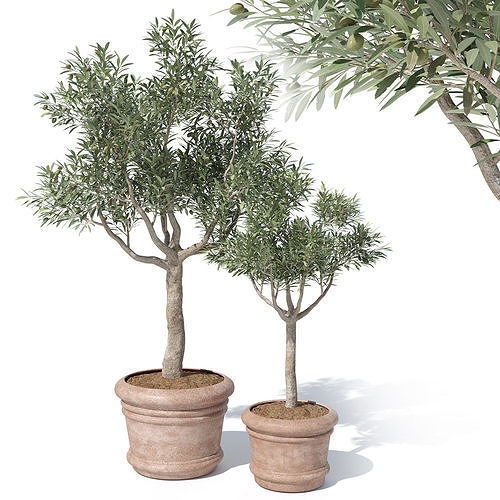 Olive tree in pot 01 3D model | CGTrader