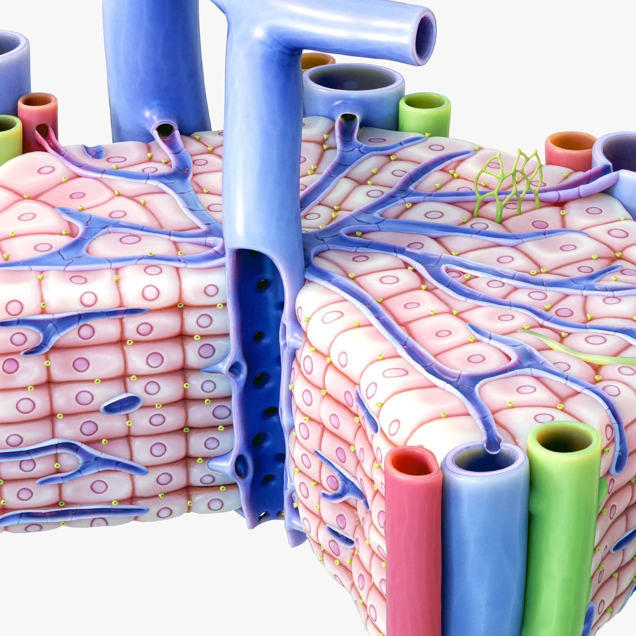 Microscopic Anatomy of Liver 3D model | CGTrader