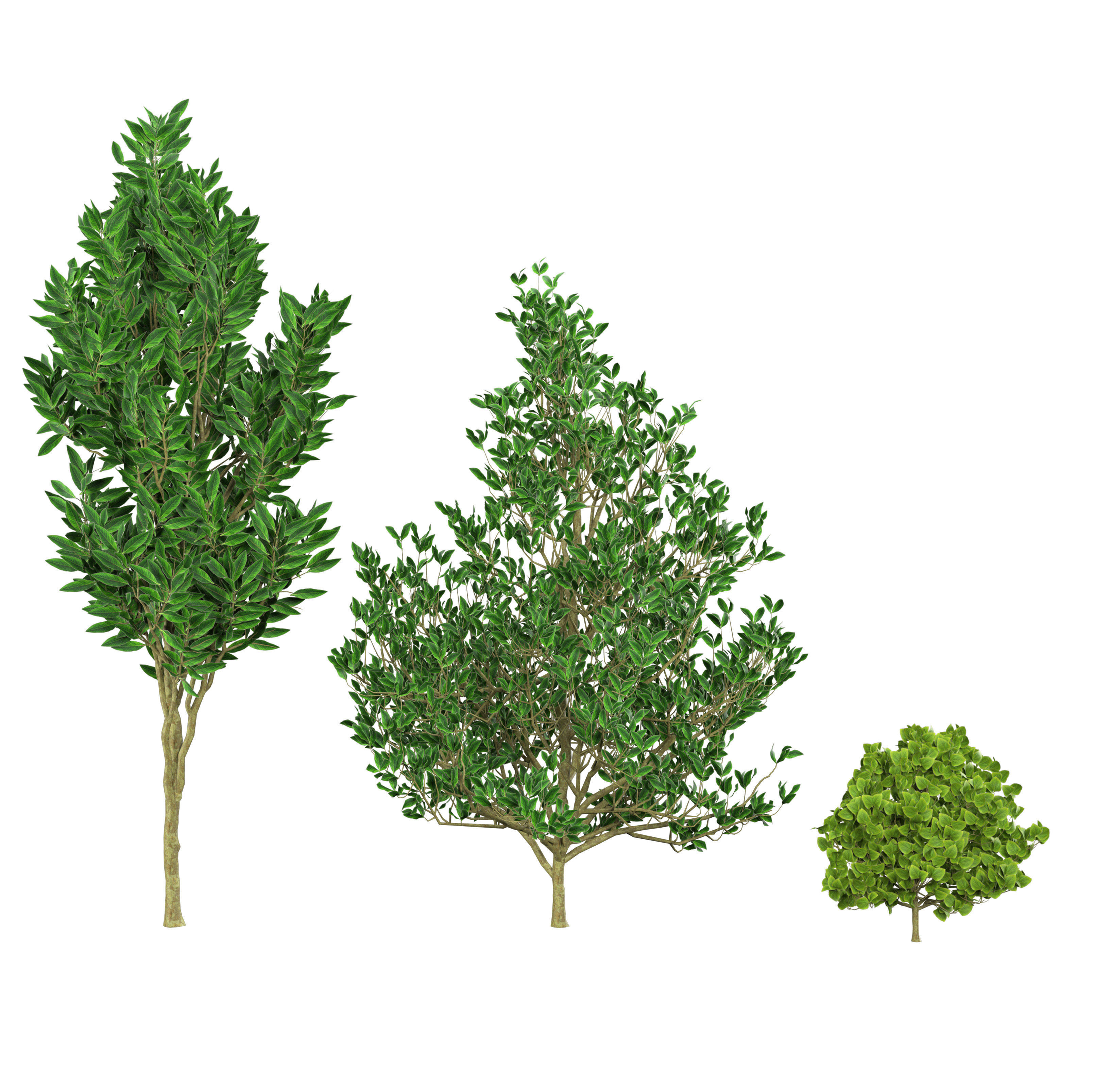 3D model Fall and green Foliage Saplings trees 3d pack VR / AR / low ...