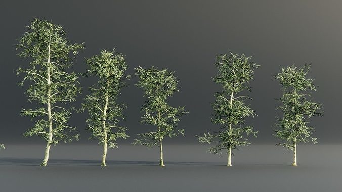 birch trees 3D model animated rigged | CGTrader
