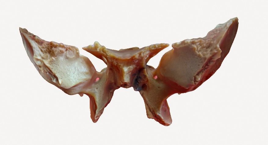 Sphenoid bone 3D model | CGTrader