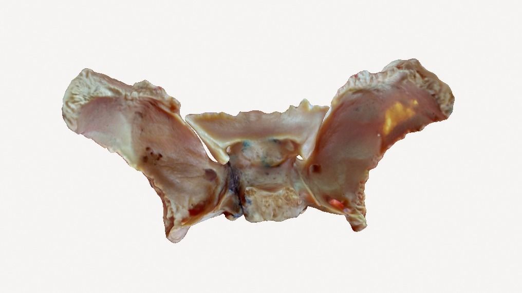 Sphenoid bone 3D model | CGTrader