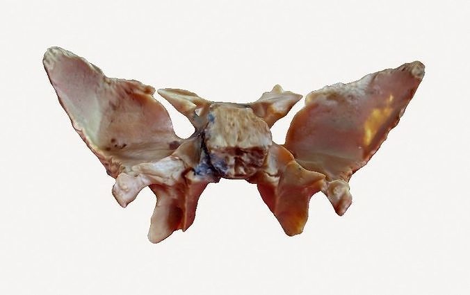 Sphenoid bone 3D model | CGTrader