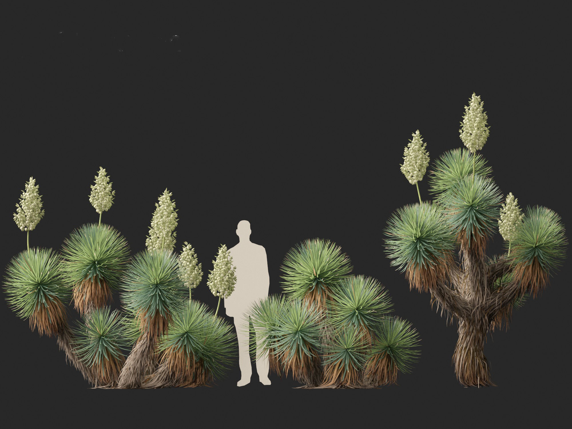 Yucca thompsoniana - Beaked yucca 3D model | CGTrader