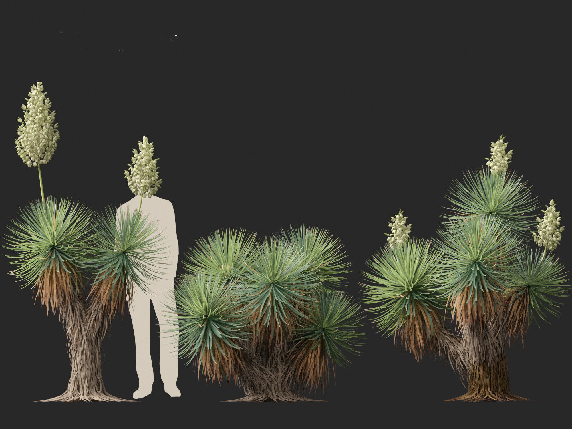 Yucca thompsoniana - Beaked yucca 3D model | CGTrader