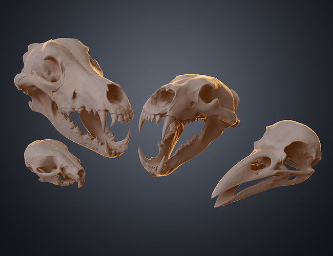 Realistic Animal Skull Collection 3D model 3D printable | CGTrader