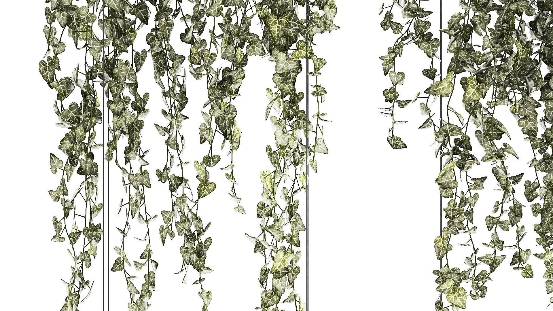 Shelf hanging on cables with ivy Hedera hanging plants 1424 3D model ...