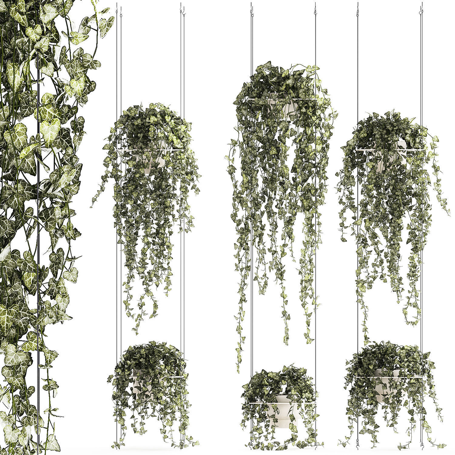 Shelf hanging on cables with ivy Hedera hanging plants 1424 3D model ...