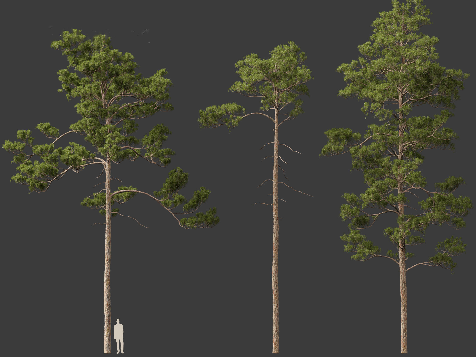 Pinus syluestriformis -Scots pine 3D model | CGTrader