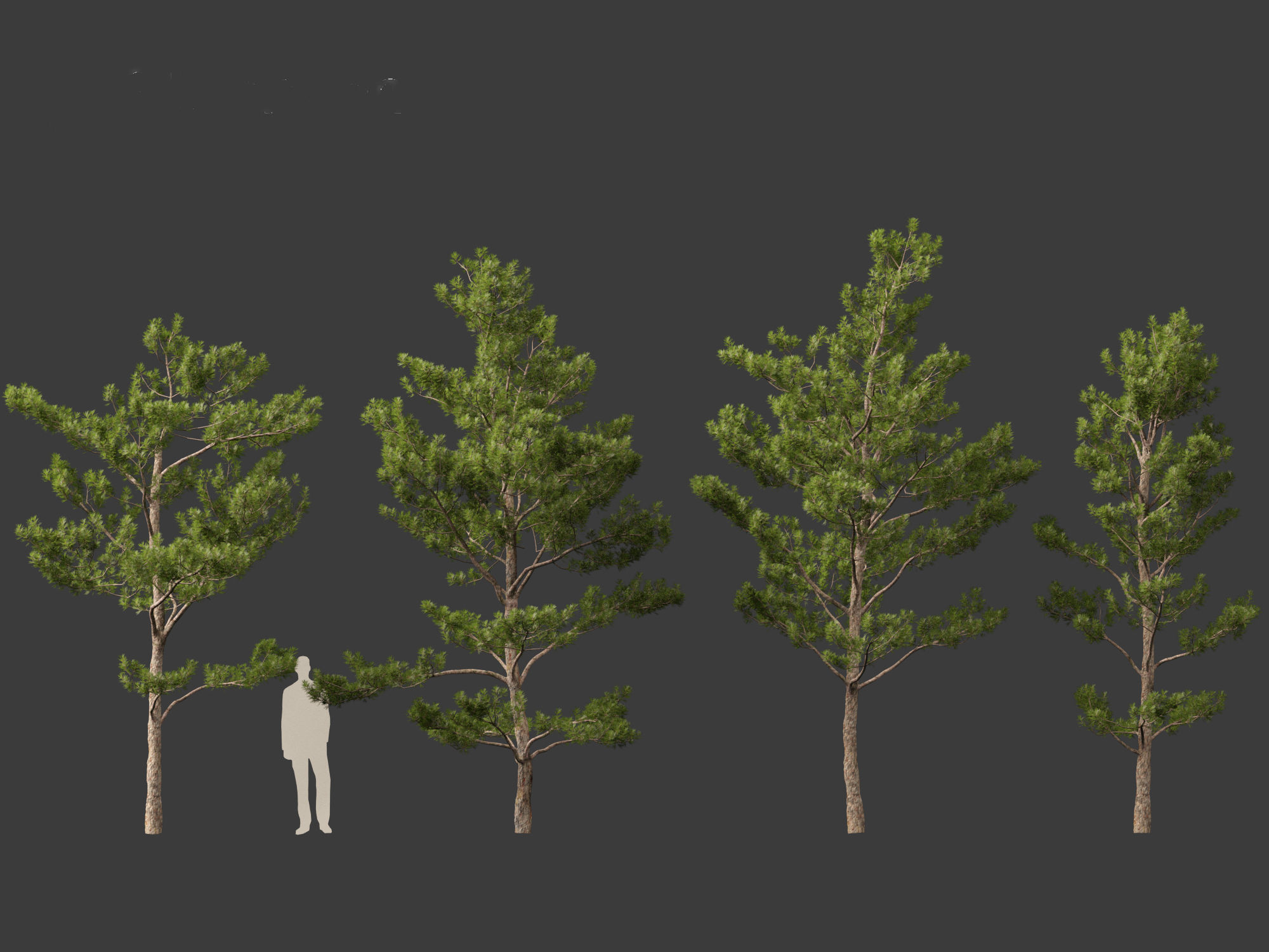 Pinus tabuliformis - Chinese pine 3D model | CGTrader